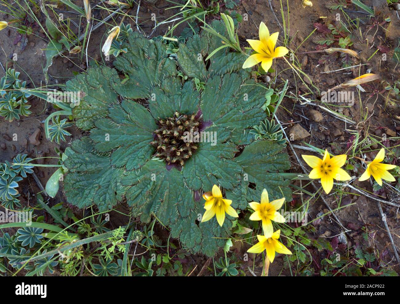 Platdoring (Arctopus echinatus), a flat growing, geophyte in the Carrot ...