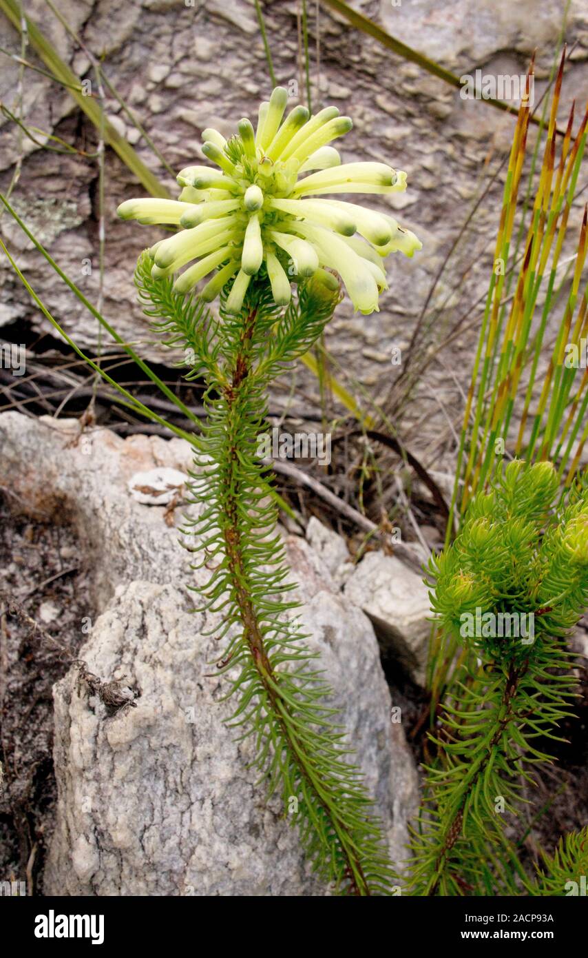Green heath (Erica sessiliflora), also known as White bottlebrush heath ...