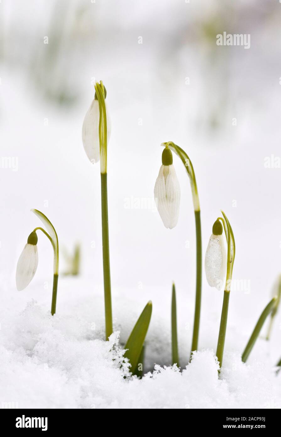 Snowdrops (Galanthus nivalis) flowering in February in Dorset, UK Stock ...