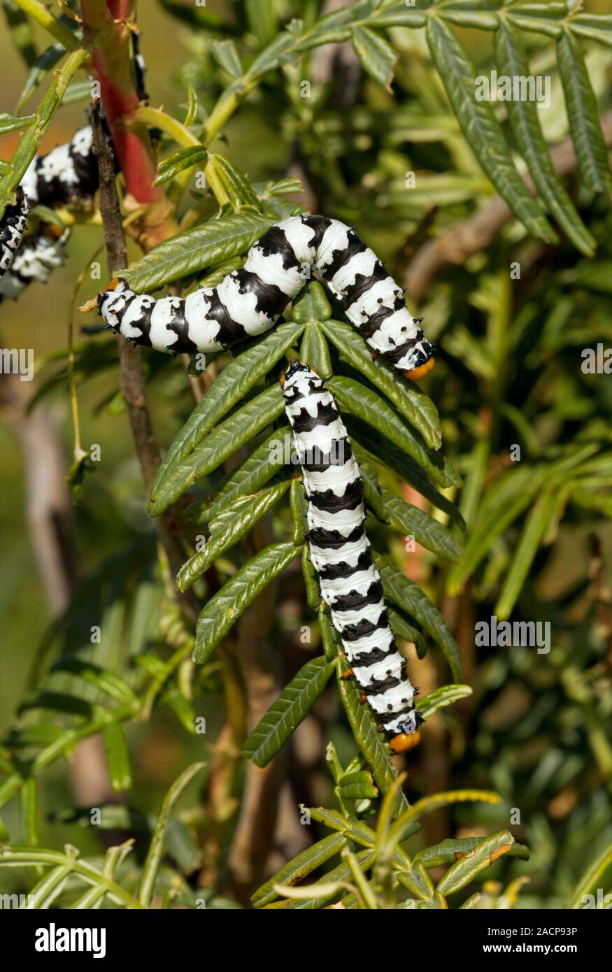 Roseate emperor moth caterpillars. Larvae of the roseate emperor moth ...