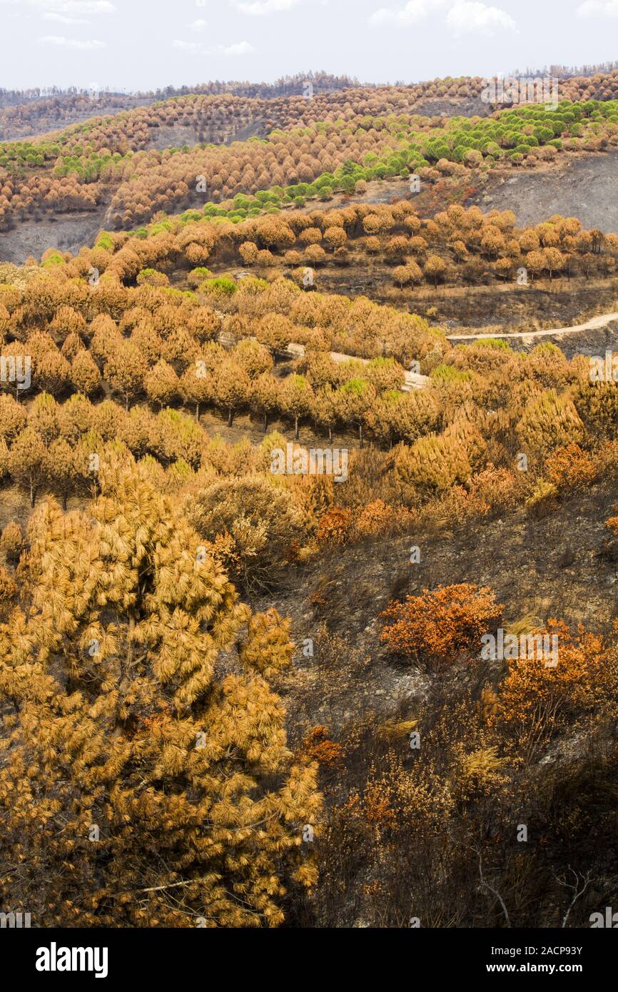 remains of a forest fire Stock Photo - Alamy