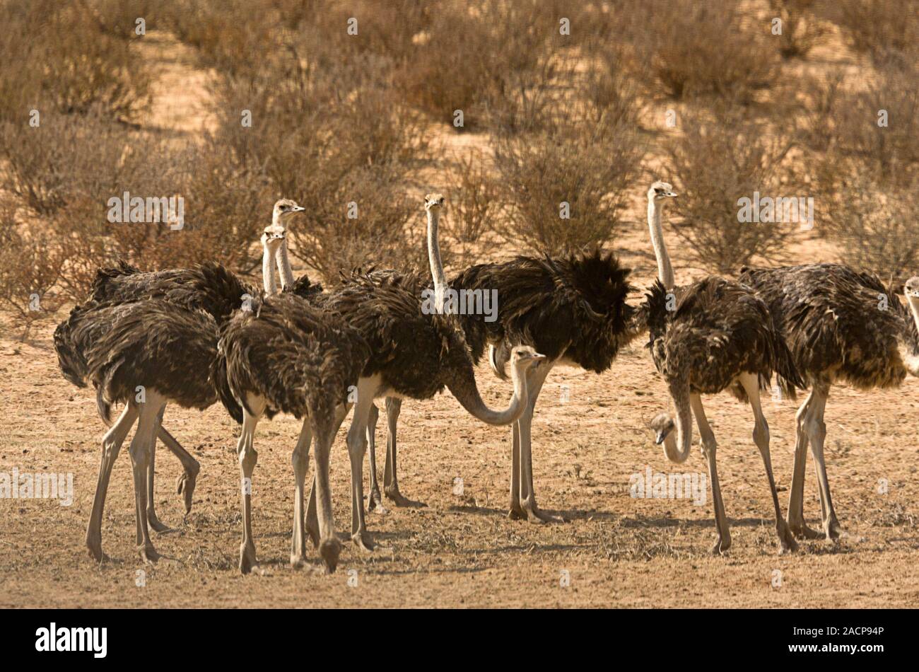 Ostriches. Small flock of common ostriches (Struthio camelus) feeding ...