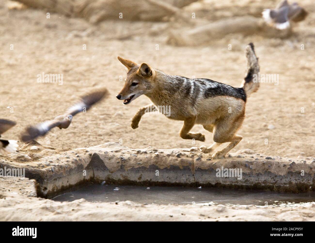 Black-backed jackal (Canis mesomelas) hunting ring-necked doves (Streptopelia capicola) at a ...