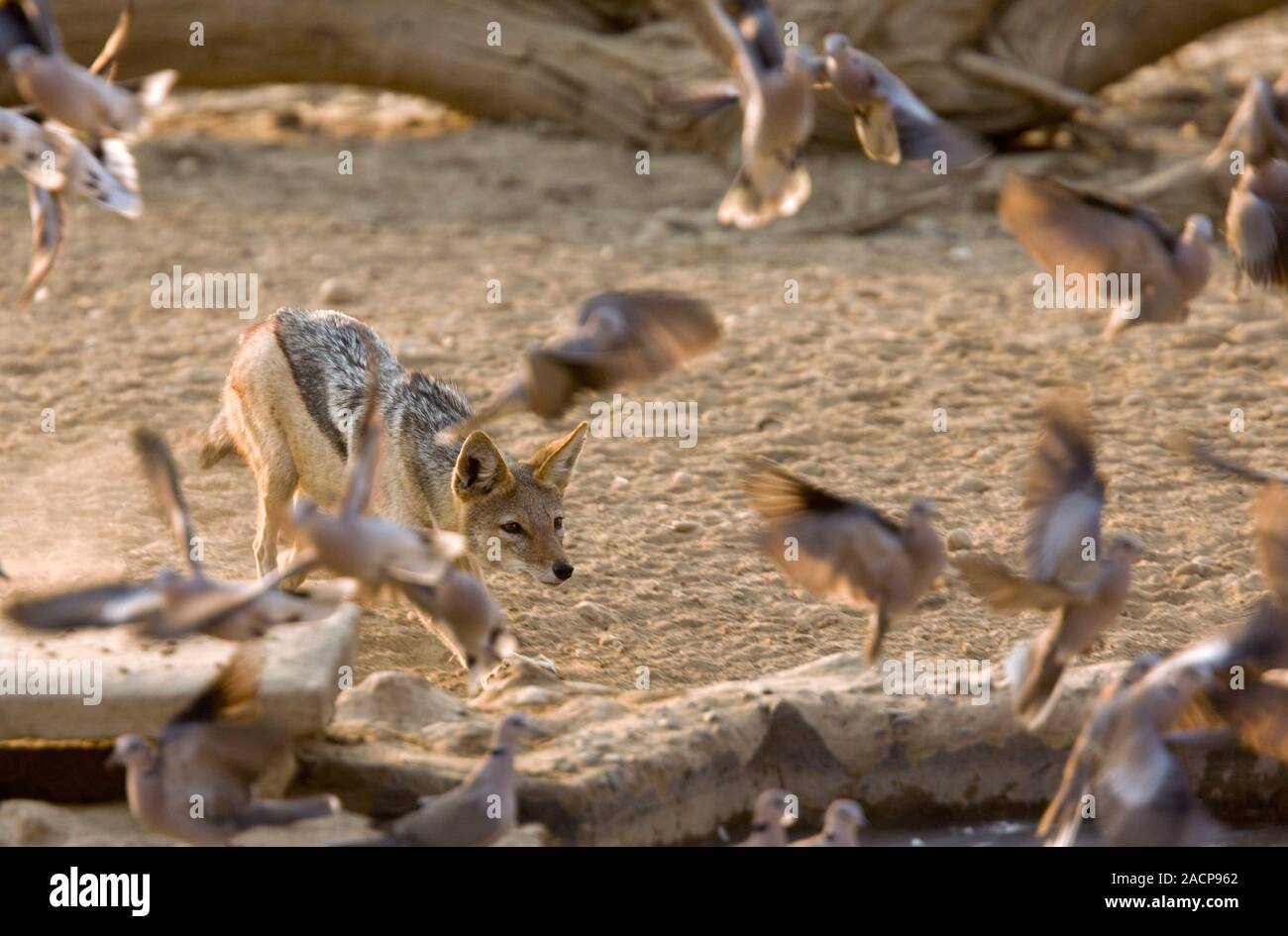 Black-backed jackal (Canis mesomelas) hunting ring-necked doves ...