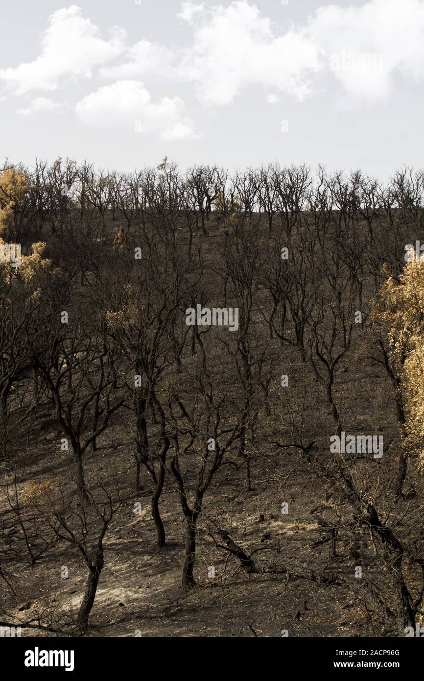 remains of a forest fire Stock Photo - Alamy
