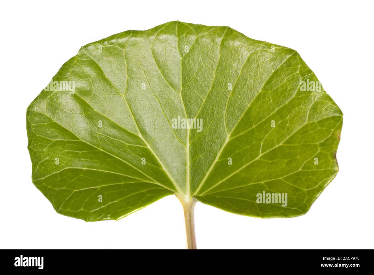Green reniform leaf Stock Photo - Alamy