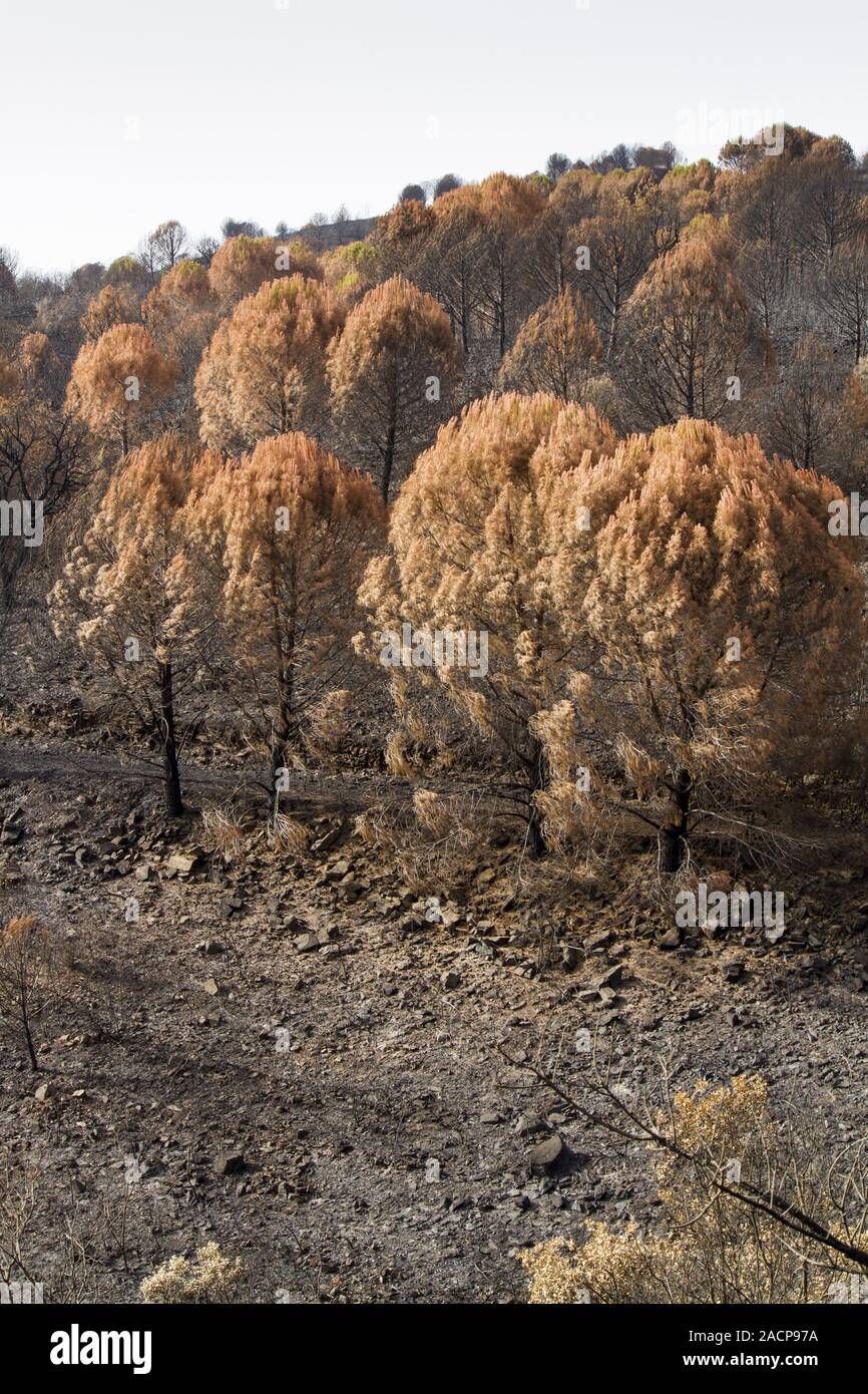 remains of a forest fire Stock Photo - Alamy