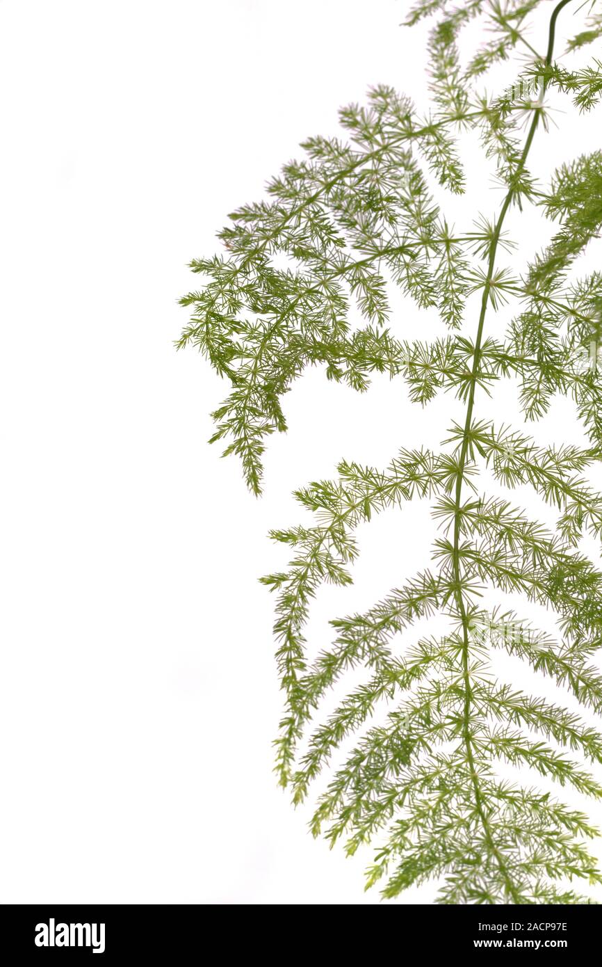 Asparagus fern hi-res stock photography and images - Alamy
