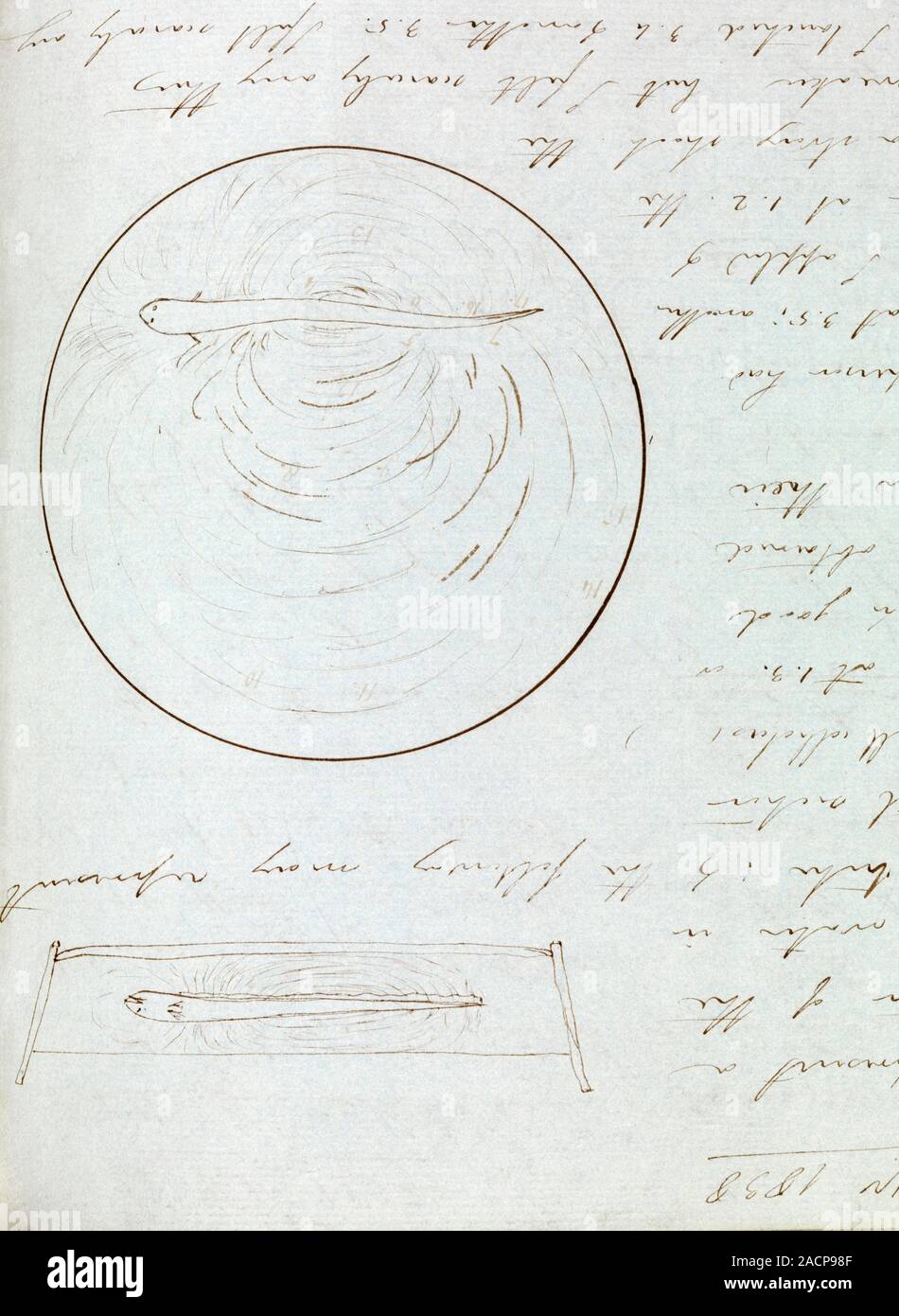 Faraday on the electric knifefish. Page from the notebooks of British ...