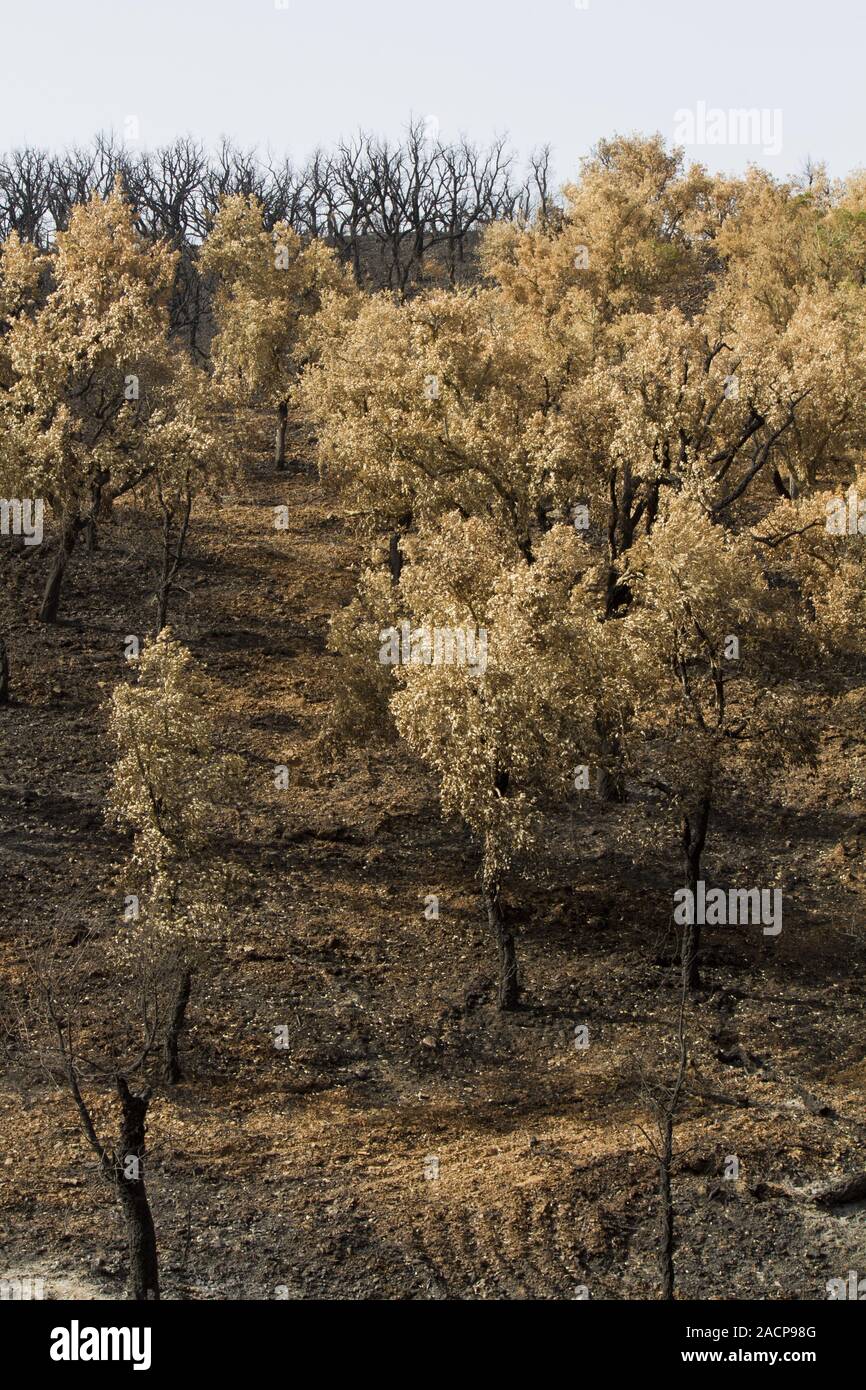 remains of a forest fire Stock Photo - Alamy