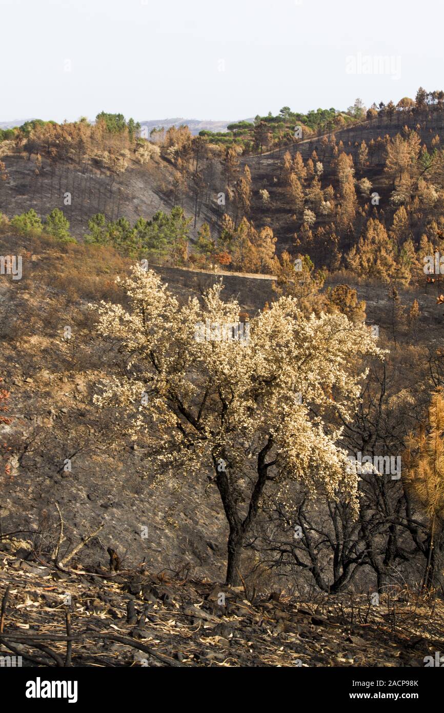 remains of a forest fire Stock Photo - Alamy