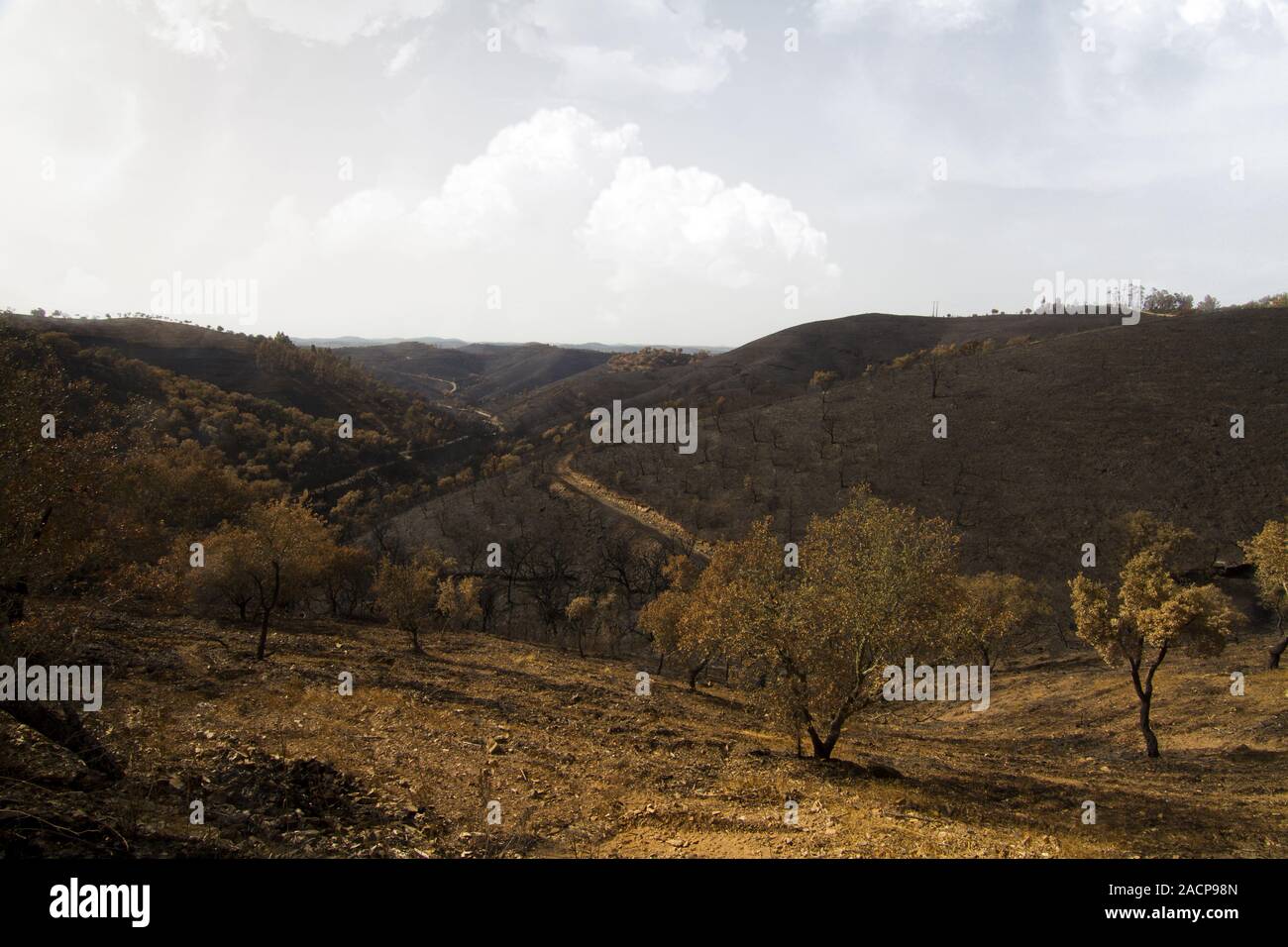 remains of a forest fire Stock Photo - Alamy