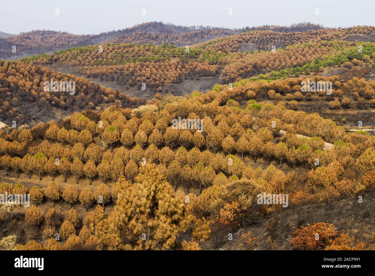 remains of a forest fire Stock Photo - Alamy