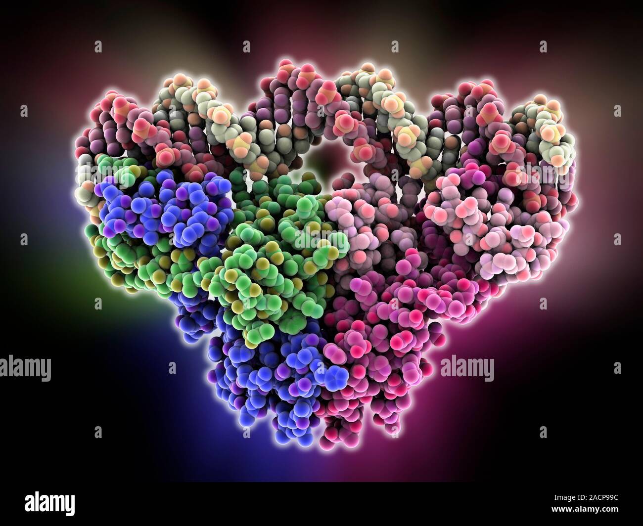 Metal-binding protein bound to DNA. Molecular model of the bacterial ...