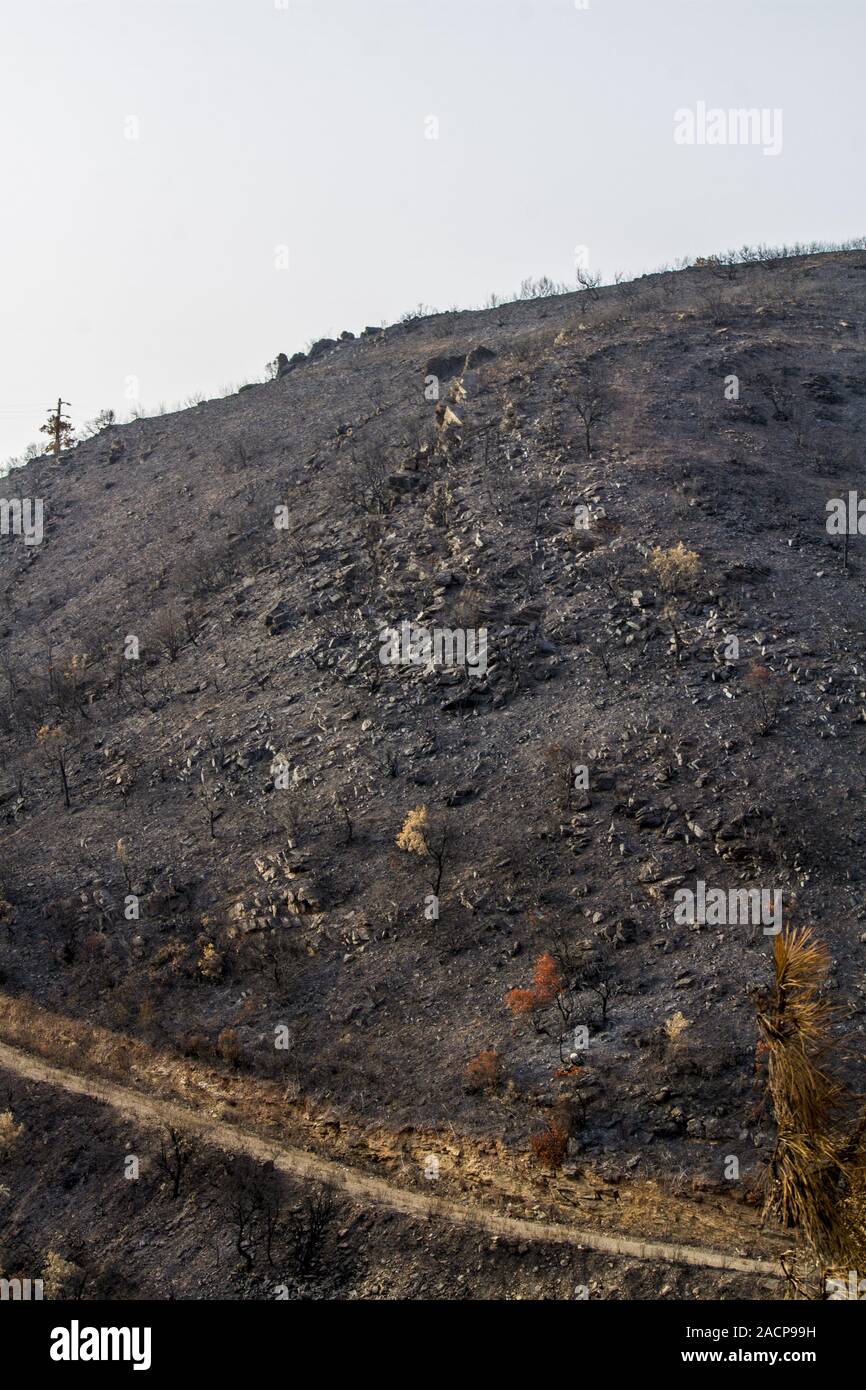 remains of a forest fire Stock Photo - Alamy