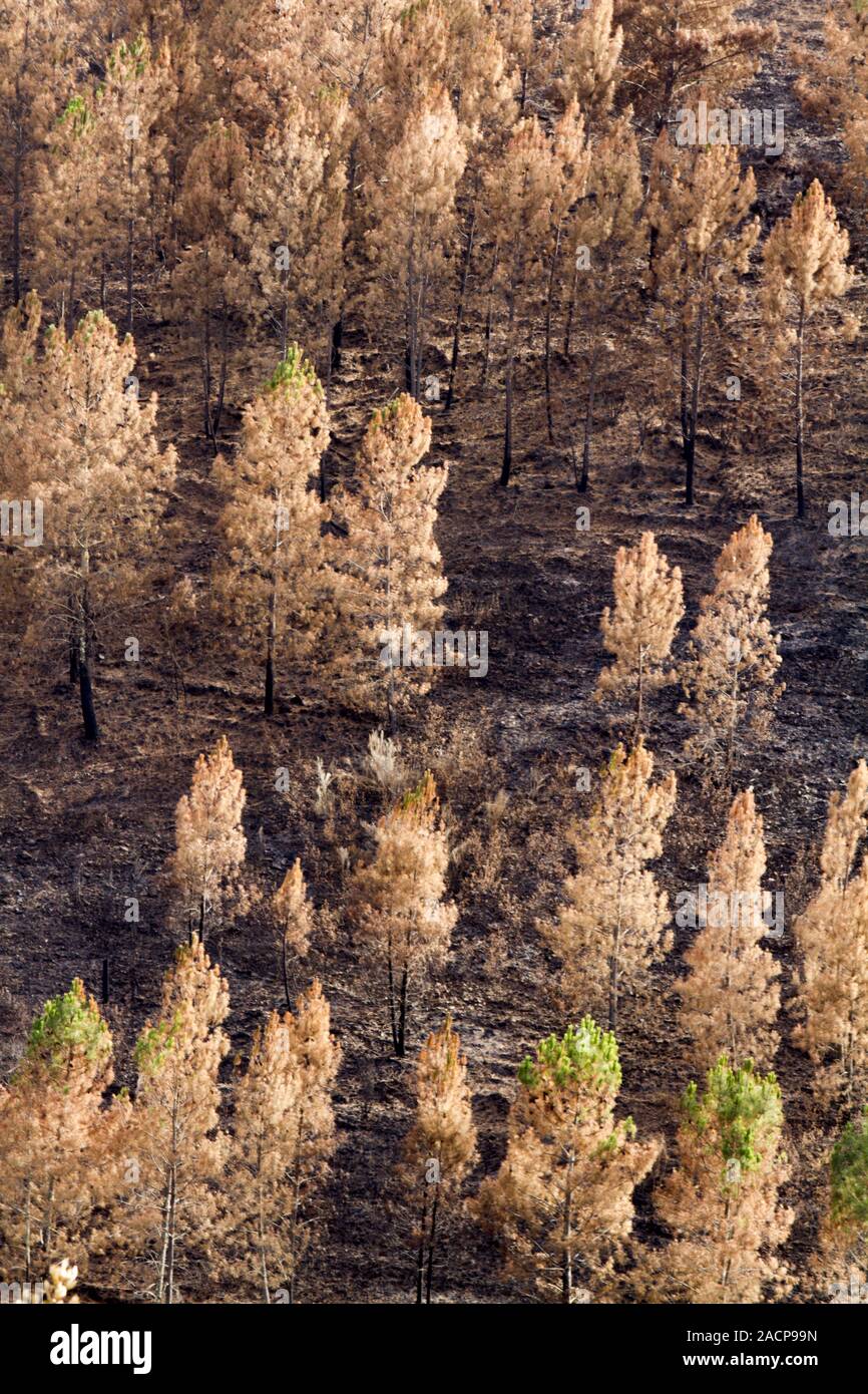 remains of a forest fire Stock Photo - Alamy