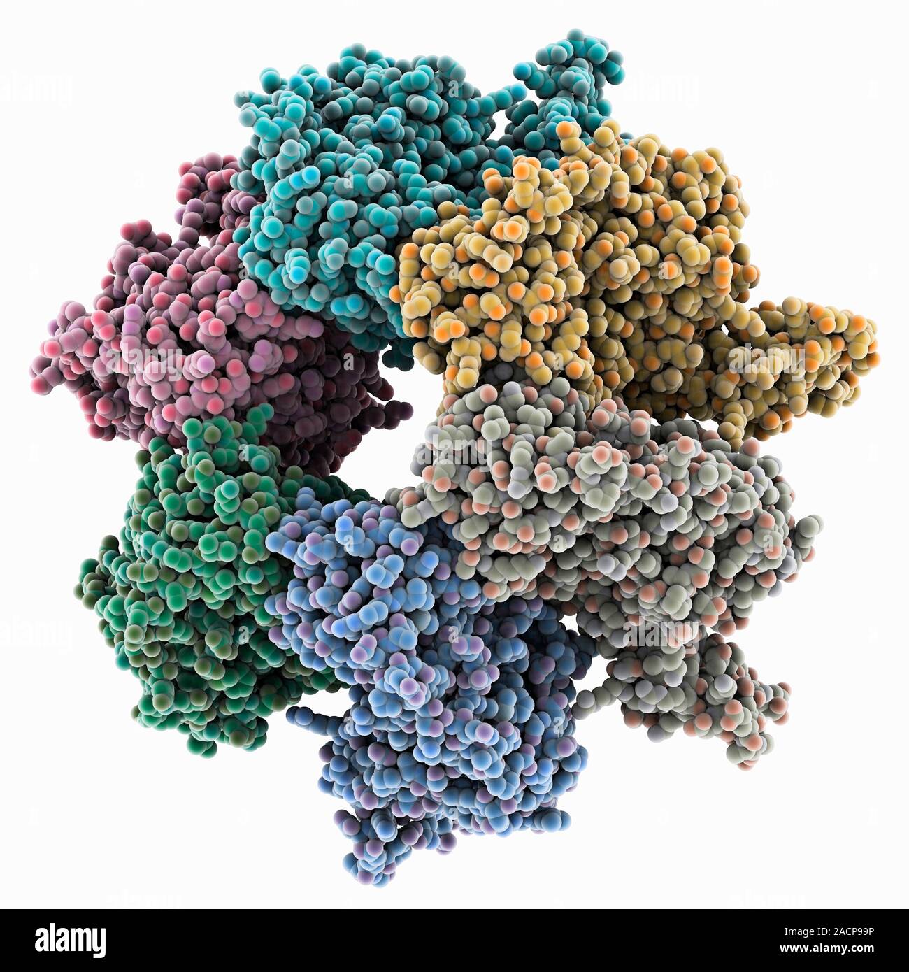 DNA translocase, molecular model. This is FtsK, a DNA translocase that ...