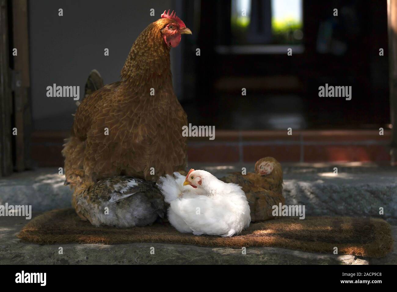 Step Hen High Resolution Stock Photography and Images - Alamy