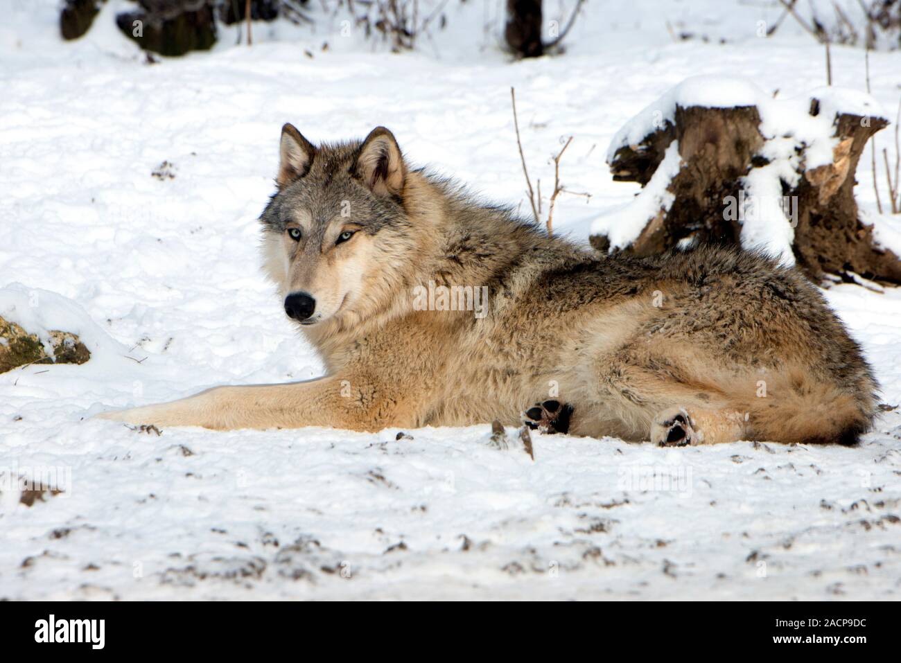 Gray wolf (Canis lupus) at the Wolf Science Center, Austria. This ...