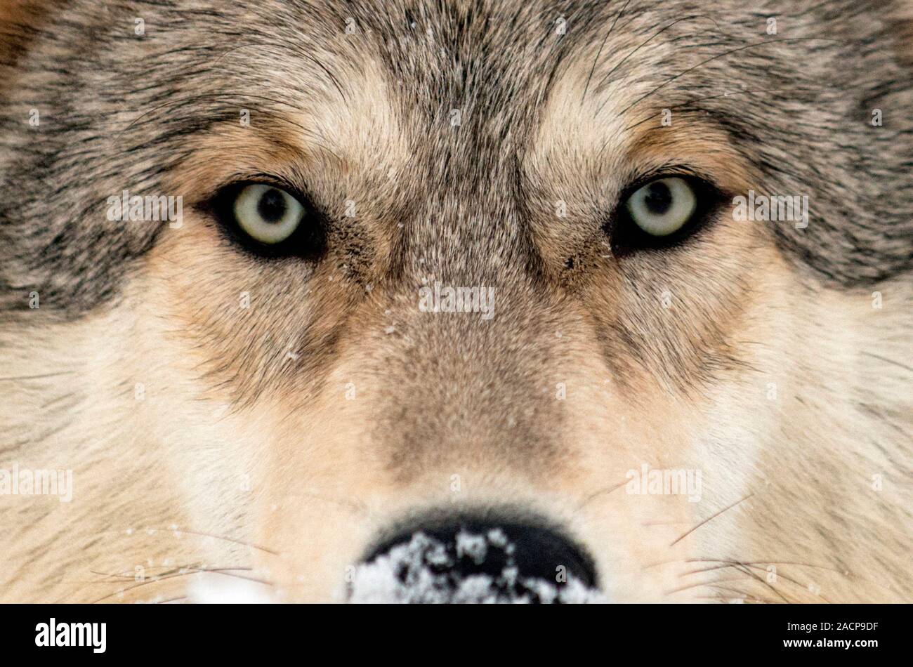 Gray wolf (Canis lupus) face at the Wolf Science Center, Austria. This ...