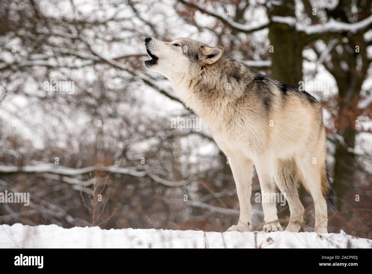 Gray wolf (Canis lupus) howling, Wolf Science Center, Austria. This ...
