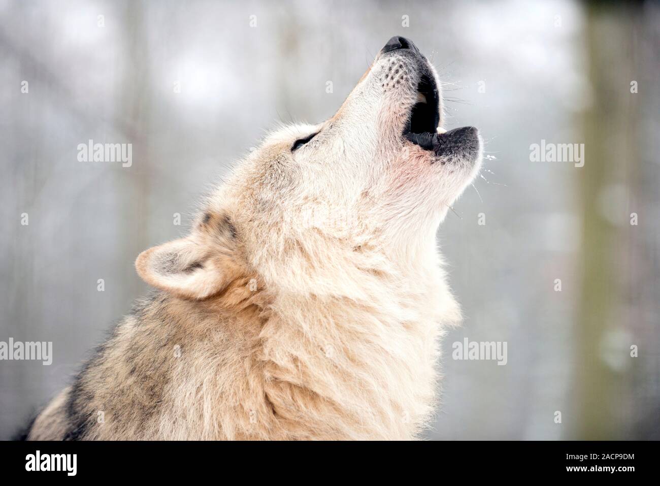 Gray wolf (Canis lupus) howling, Wolf Science Center, Austria. This ...
