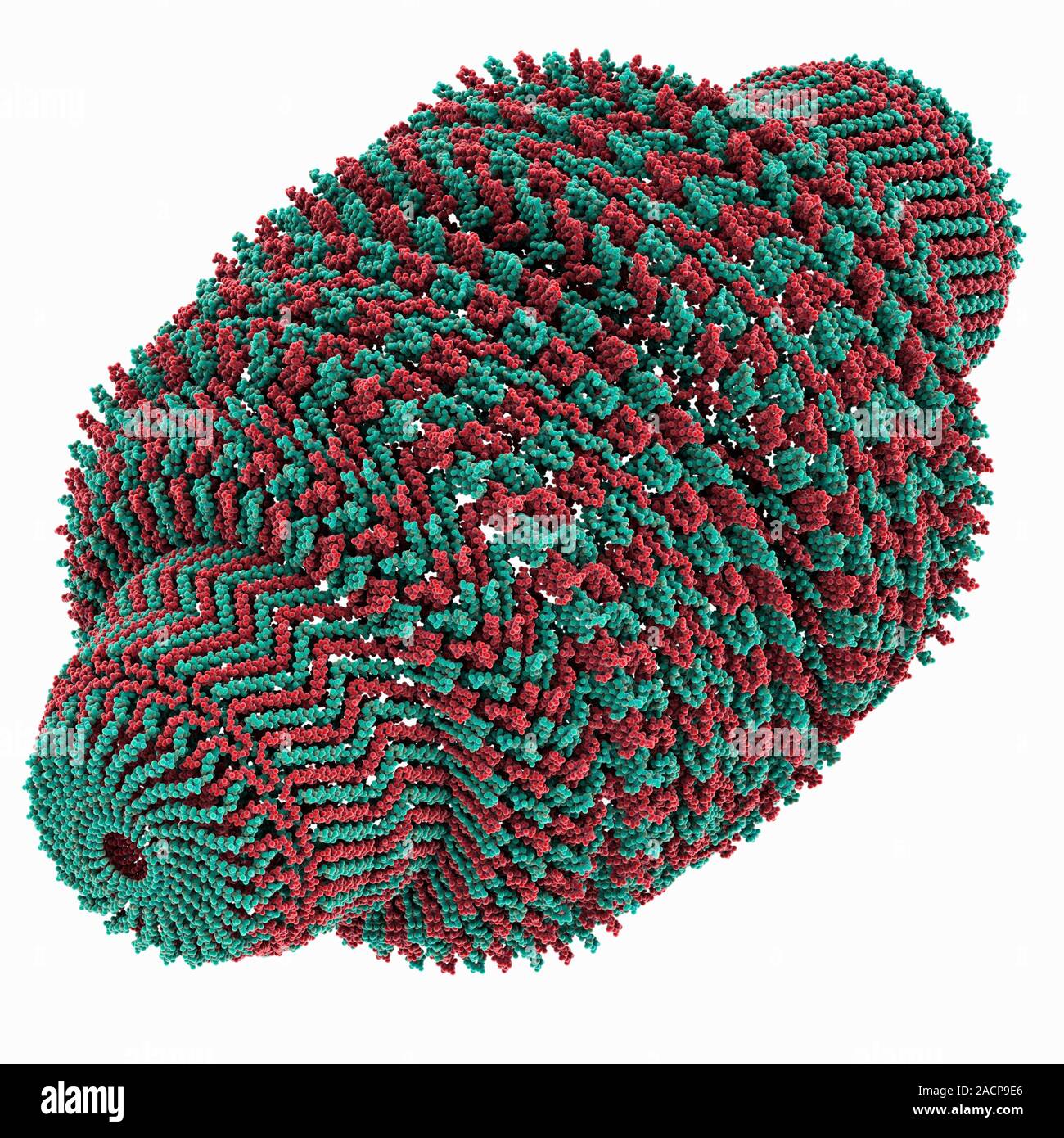 Vault cytoplasmic ribonucleoprotein, molecular model. This molecule is ...
