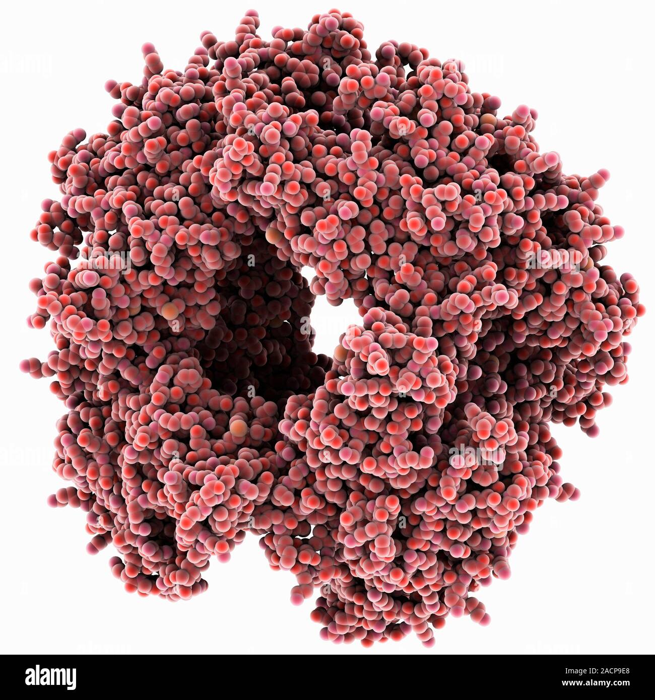 RNA-binding protein. Molecular model of the nonstructural protein 2 ...