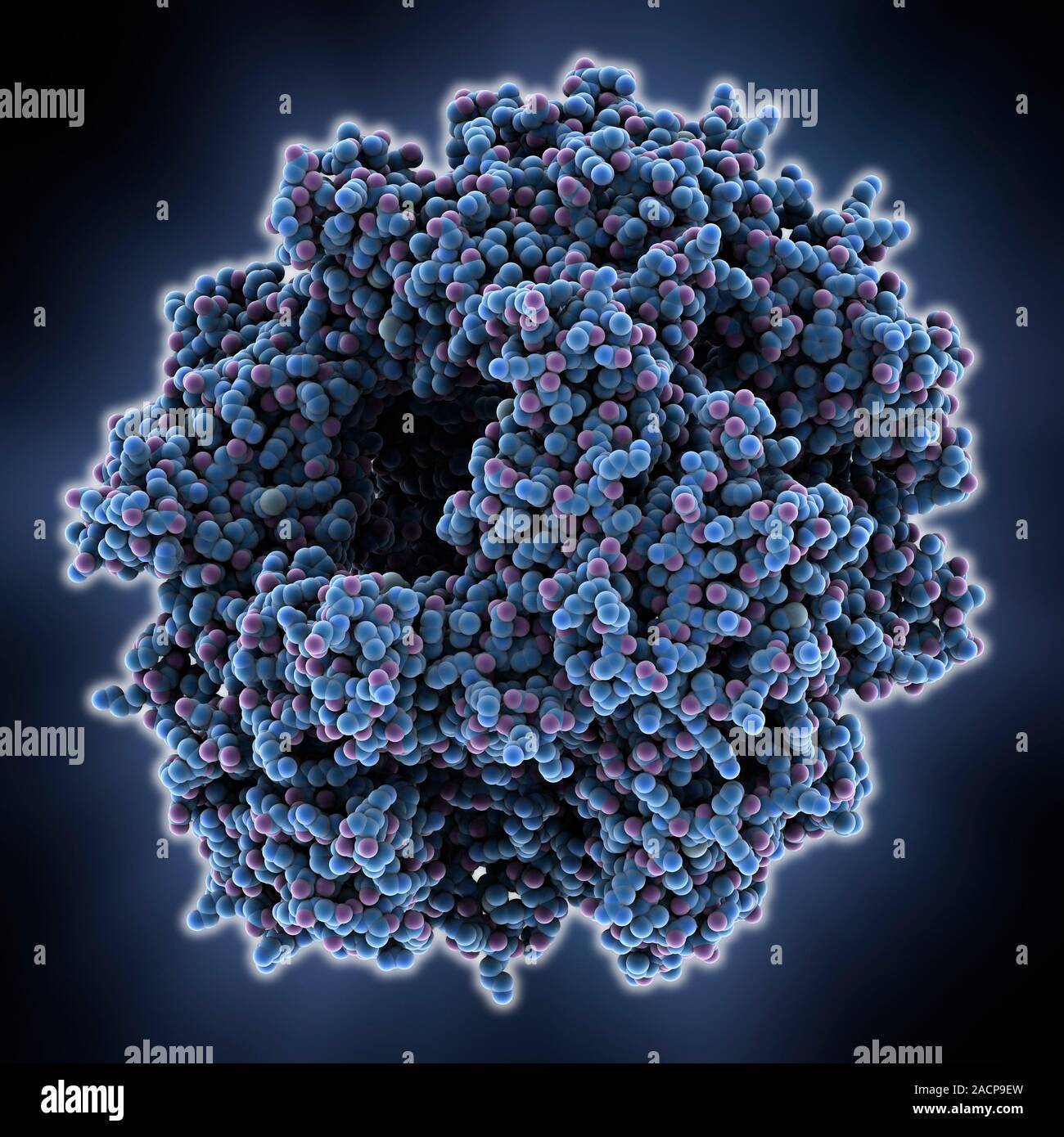 RNA-binding protein. Molecular model of the nonstructural protein 2 ...