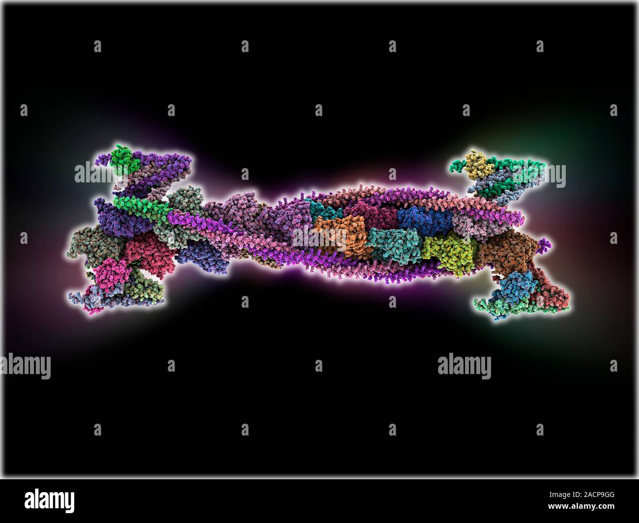Muscle contraction proteins. Molecular model of muscle protein motor ...