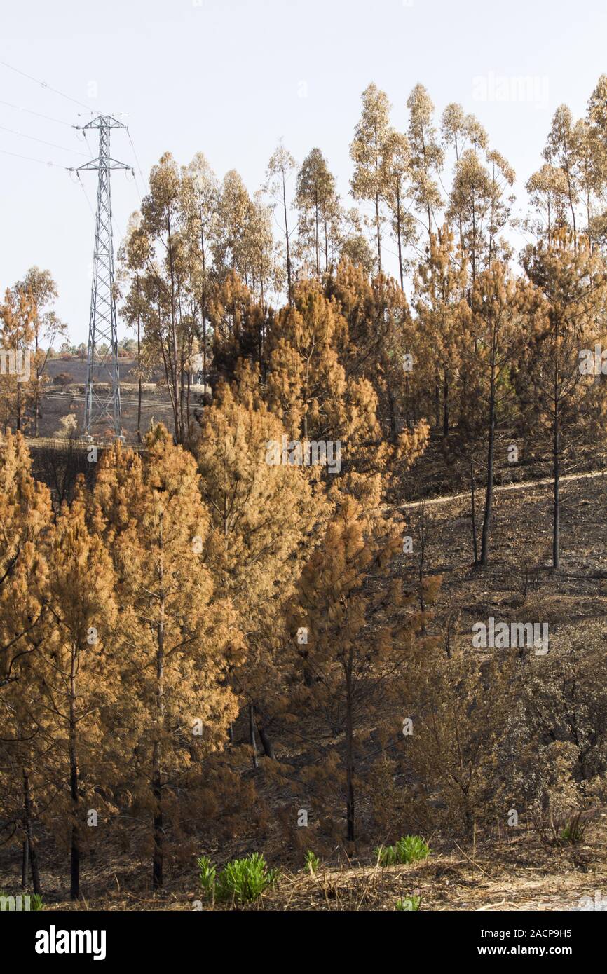 remains of a forest fire Stock Photo - Alamy