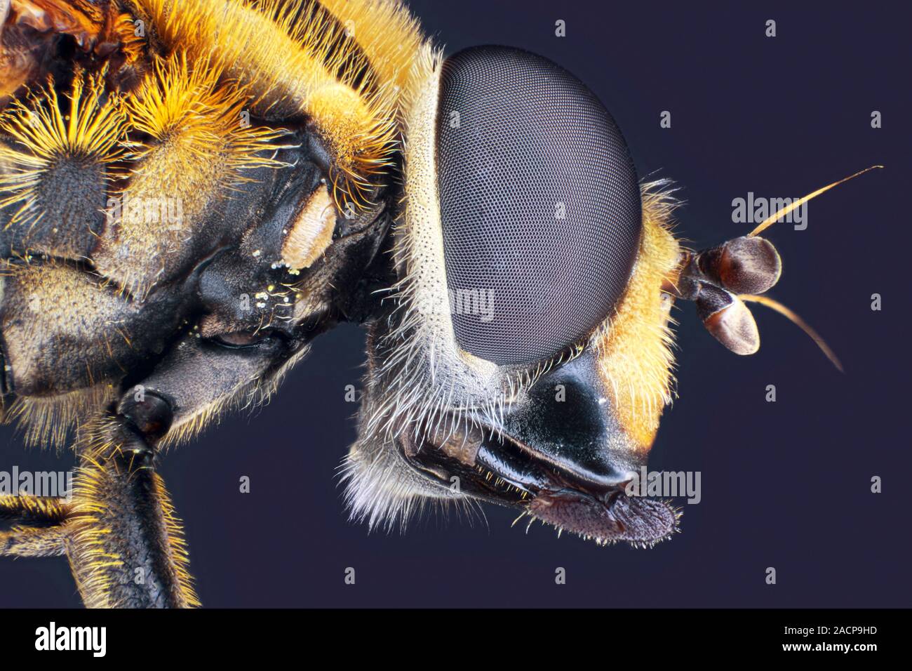 Housefly head. Close-up of the head of a housefly (Musca sp.), showing ...