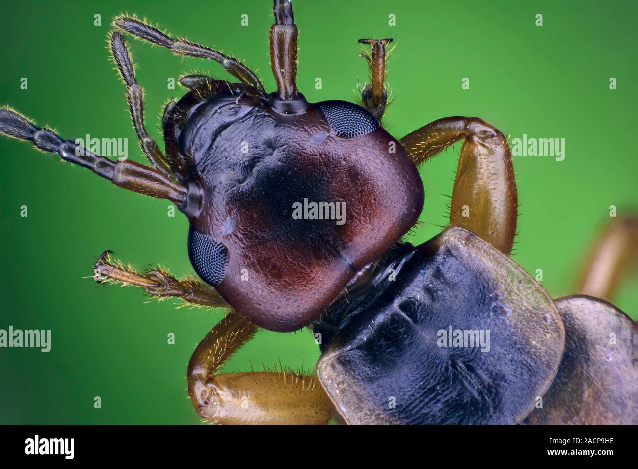 Earwig head. Close-up of the head of an earwig (order Dermaptera ...