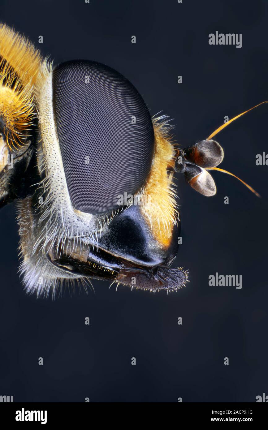 Housefly head. Close-up of the head of a housefly (Musca sp.), showing ...