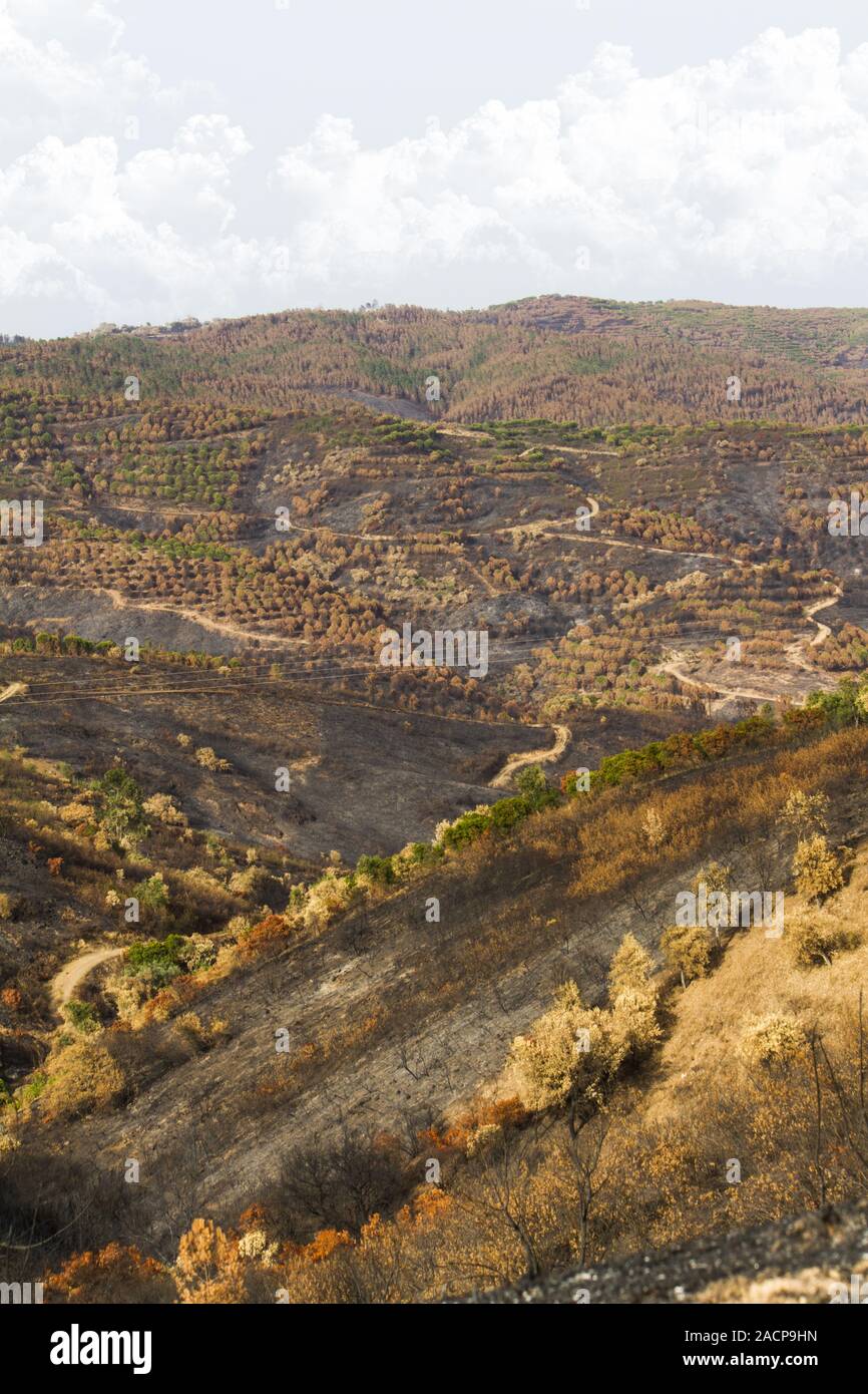 remains of a forest fire Stock Photo - Alamy