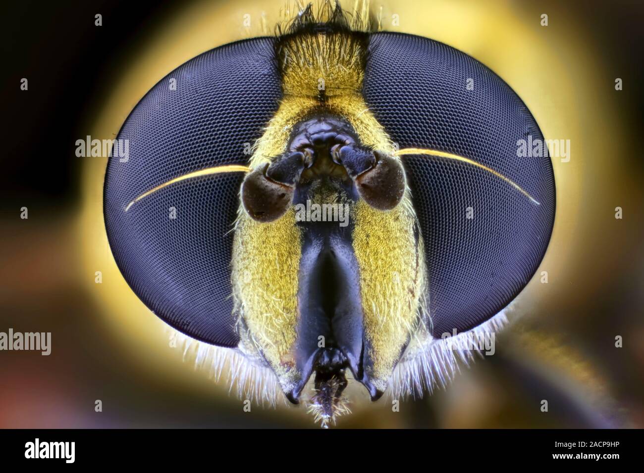 Hoverfly head. Close-up of the head of a housefly (family Syrphidae ...