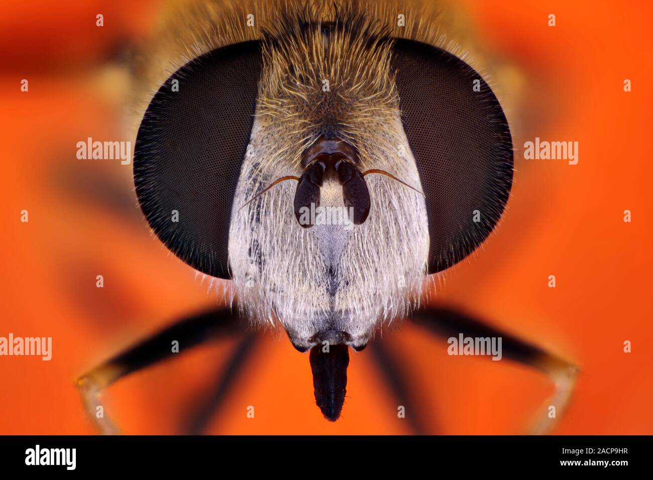 Hoverfly head. Close-up of the head of a housefly (family Syrphidae ...