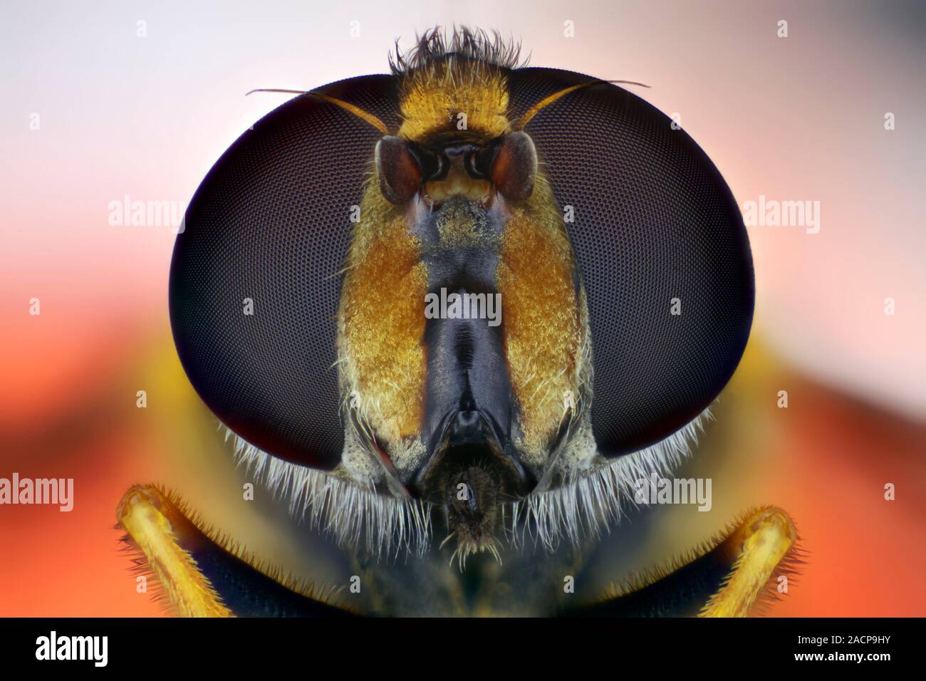 Hoverfly head. Close-up of the head of a housefly (family Syrphidae ...