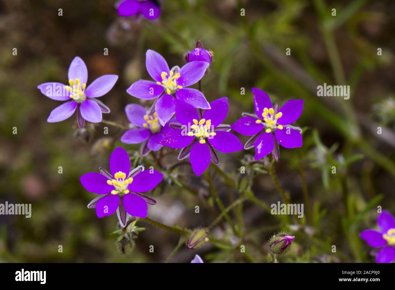 Red Sand Spurrey Stock Photo - Alamy
