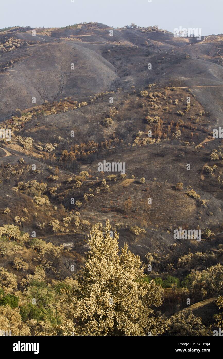 remains of a forest fire Stock Photo - Alamy