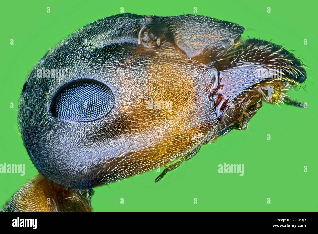 Ant head. Close-up of the head of an ant (family Formicidae), showing ...