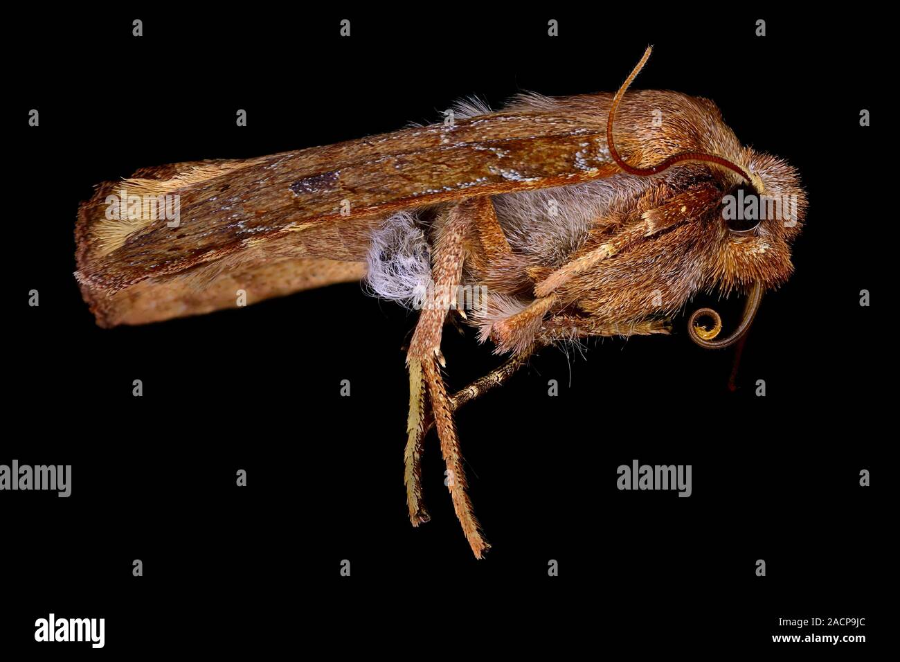 Moth. Close-up of a moth (order Lepidoptera), showing its furry body ...