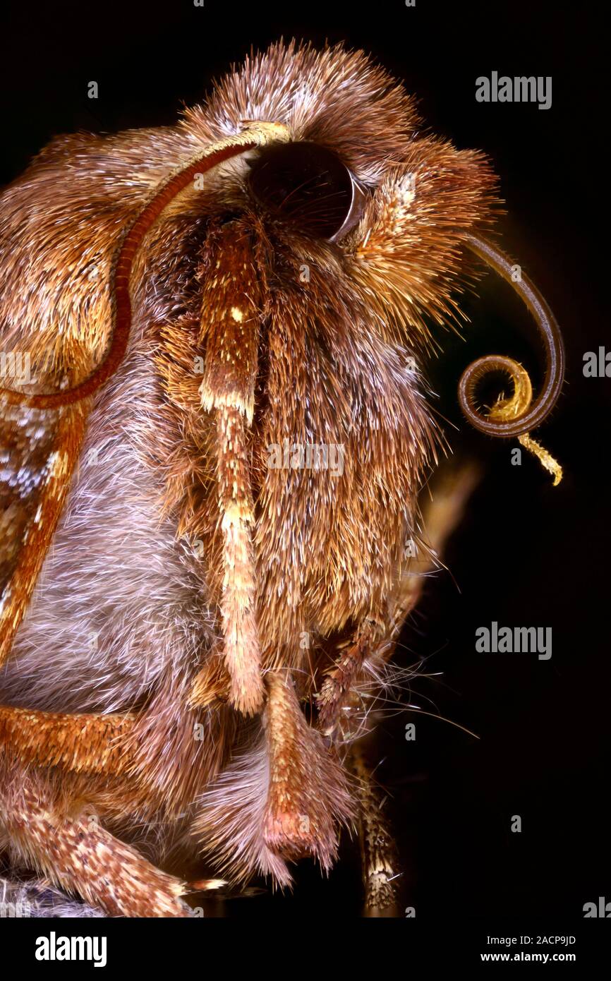 Moth head. Close-up of the head of a moth (order Lepidoptera), showing ...