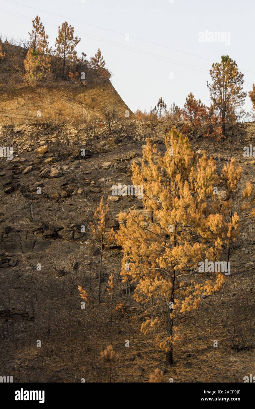 remains of a forest fire Stock Photo - Alamy