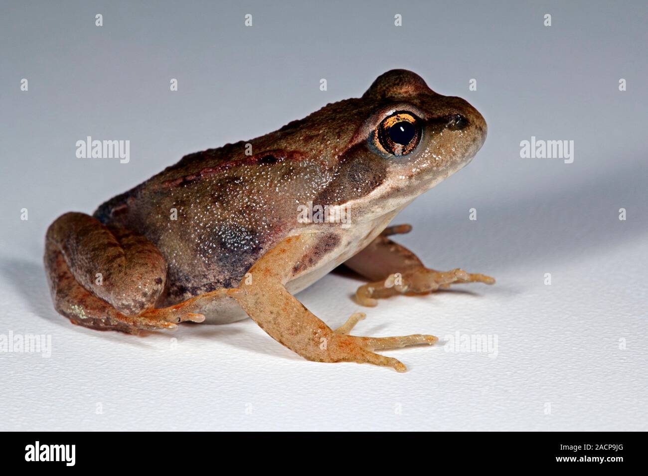 Frog (order Anural Stock Photo - Alamy