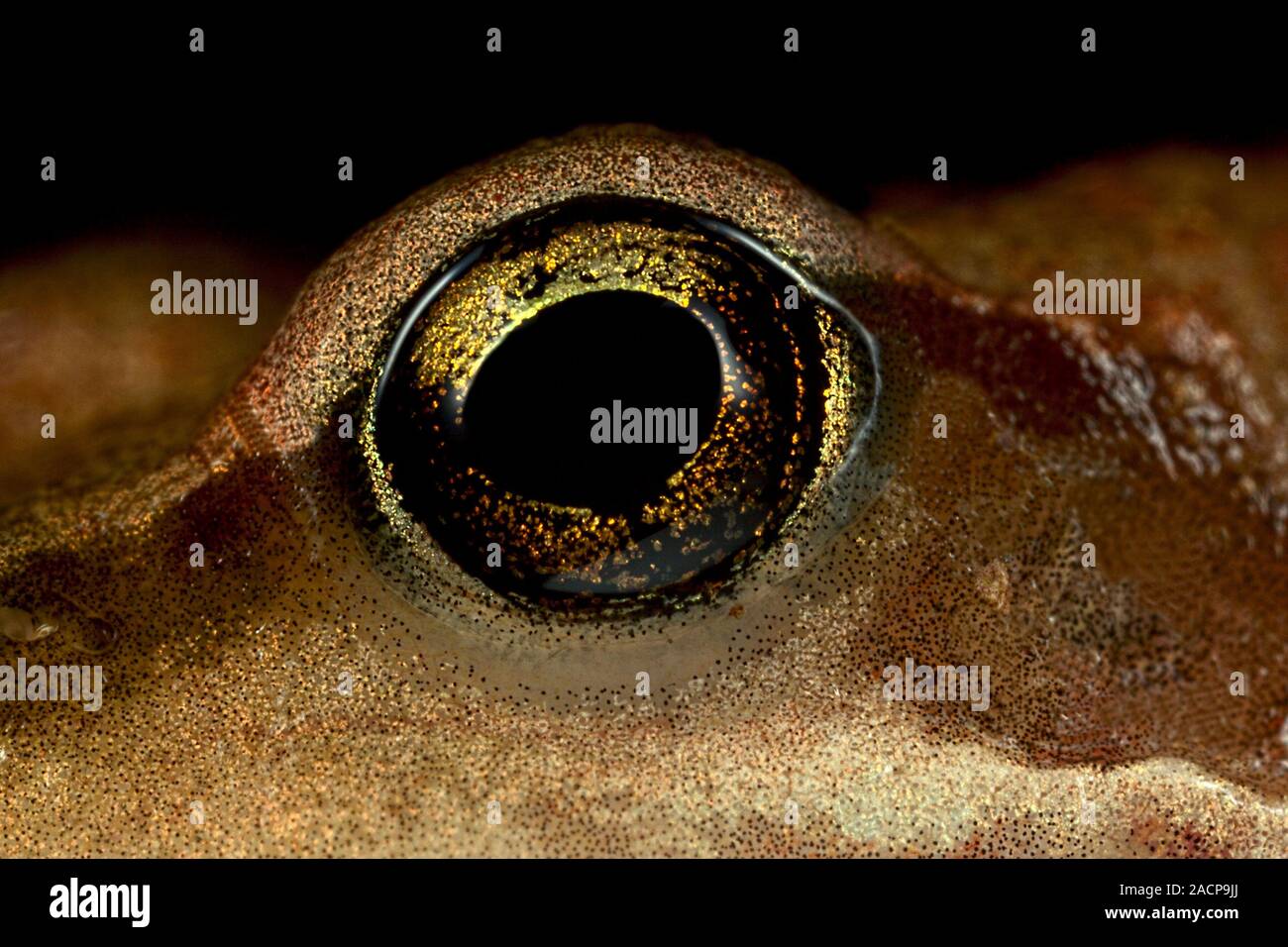 Frog eye. Close-up of the eye of a frog (order Anura). Magnification ...
