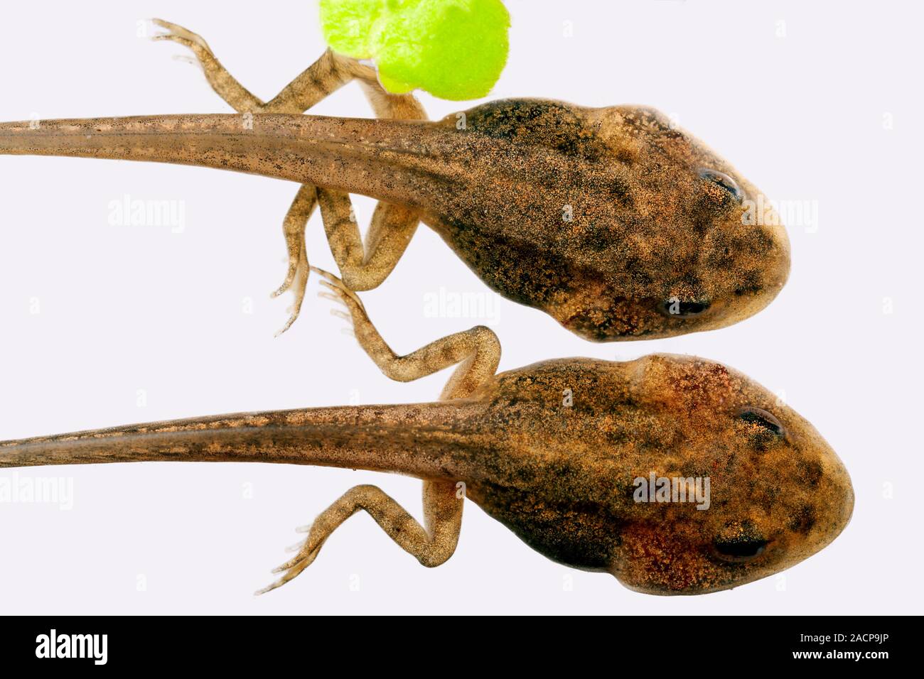 Developing tadpoles. Close-up of two frog (order Anura) larva, or ...