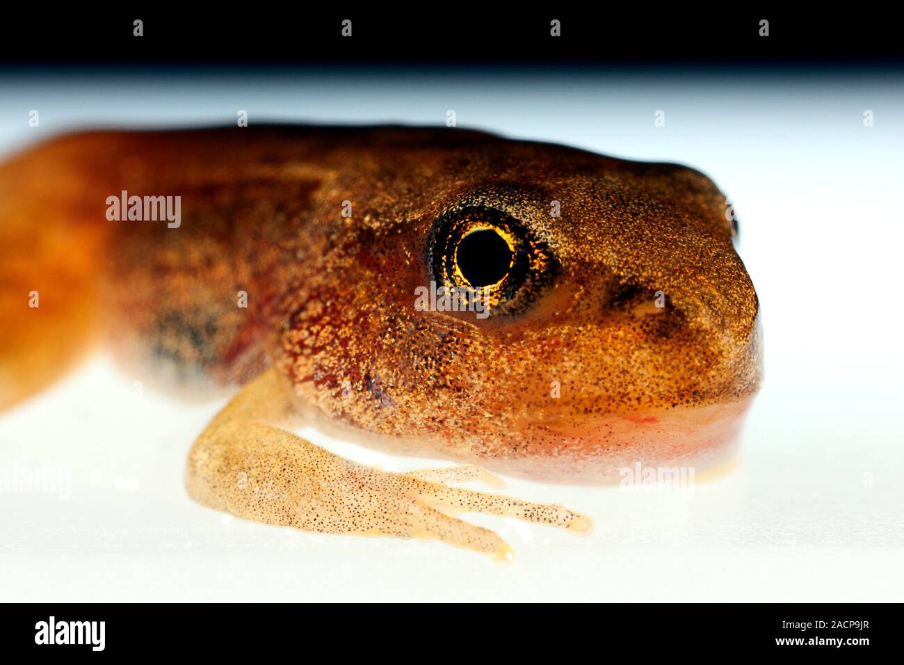 Developing tadpole. Close-up of a frog (order Anura) larvae, or tadpole ...