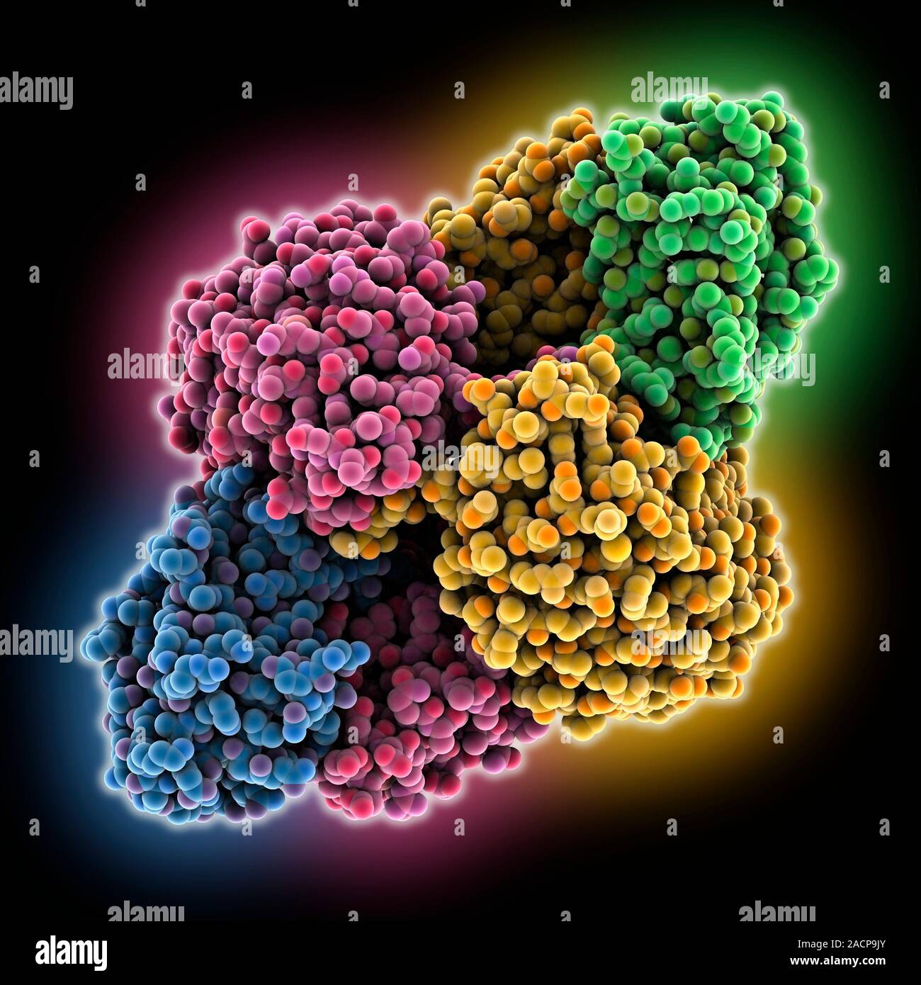 Ribonuclease bound to angiogenin. Molecular model of a molecule of ...