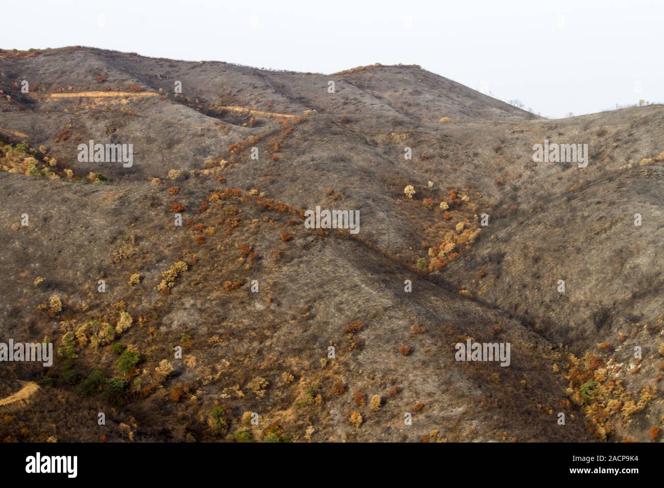 remains of a forest fire Stock Photo - Alamy